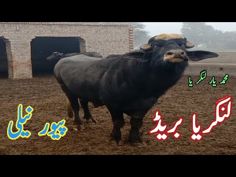 pure nili buffaloes and bull | M Yar langrya nili buffalos | Beautiful ...