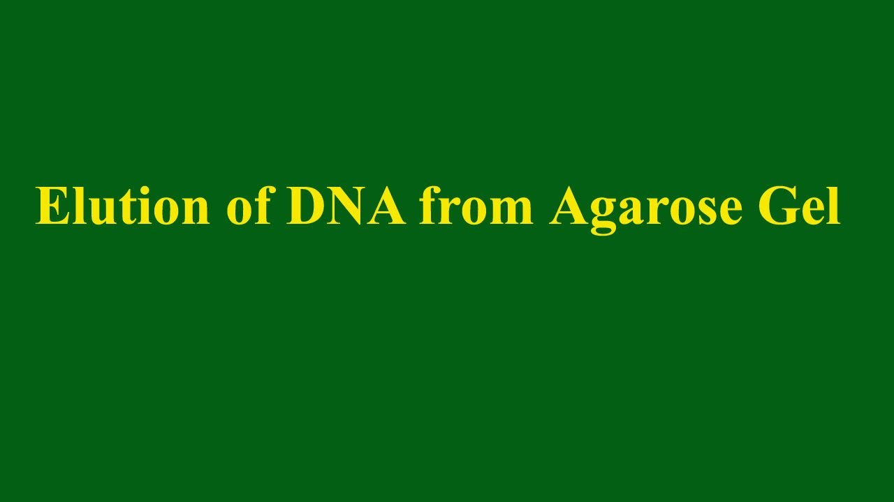 Elution of DNA from agarose gel - YouTube