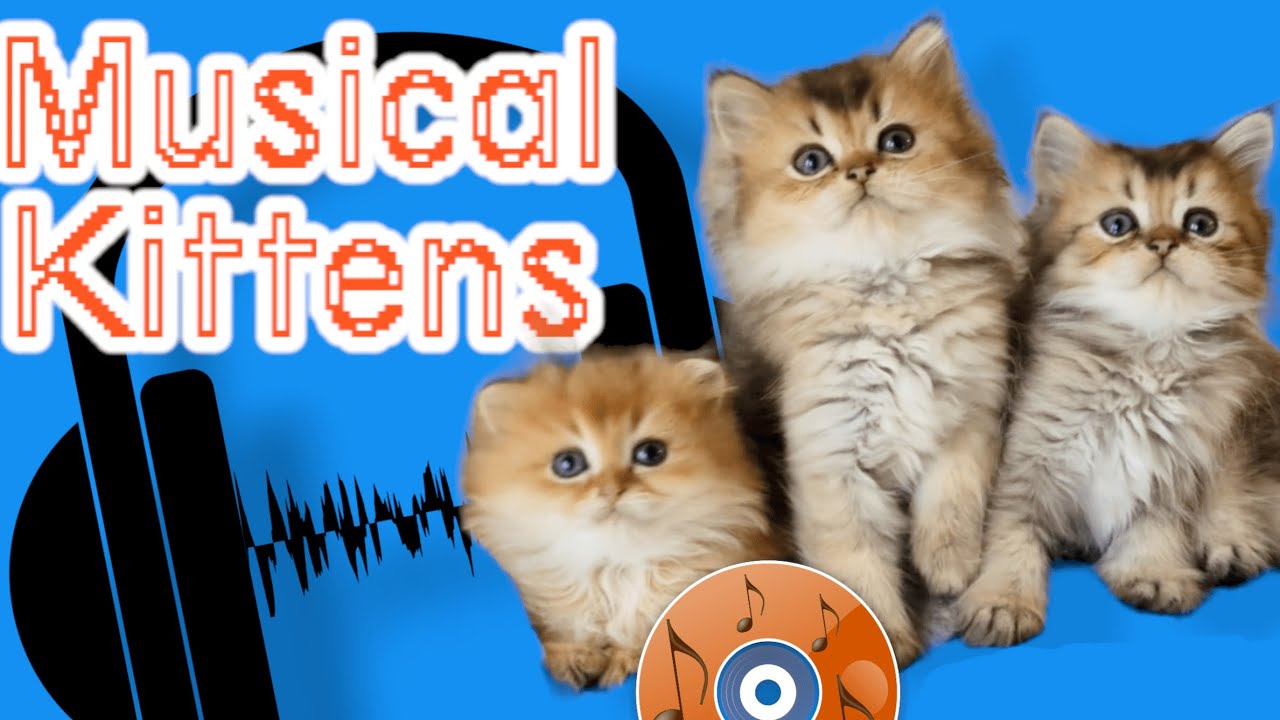 Funny musical kittens Sound Phao - Phut Phon - YouTube