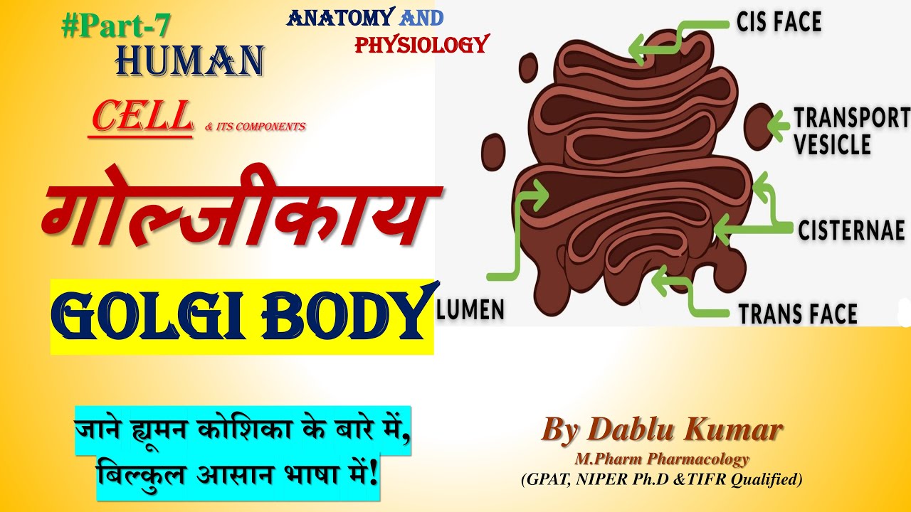 Golgi body | Golgi apparatus | Golgi Complex| गोल्जीकाय. #part_7 समझिए ...