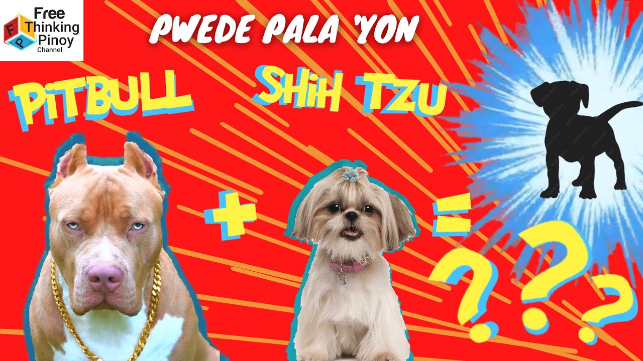 20 DOG MIX BREED NA PWEDE PALA!! Best Hybrid Dog | Breed ng Aso - YouTube