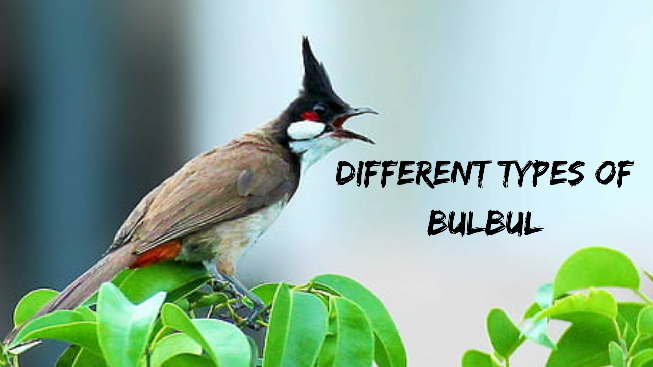Different Types of Bulbul || All About Bulbul || Crazy World 5.0 - YouTube