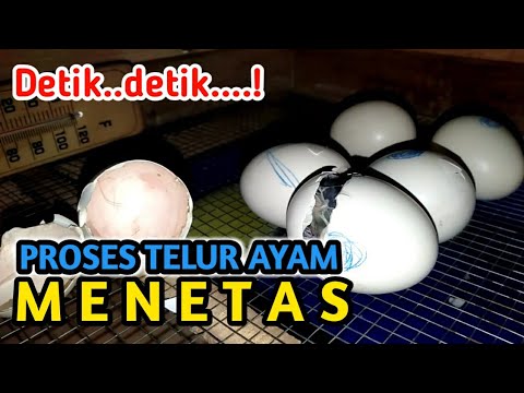 Proses detik detik telur ayam menetas 😳 - YouTube