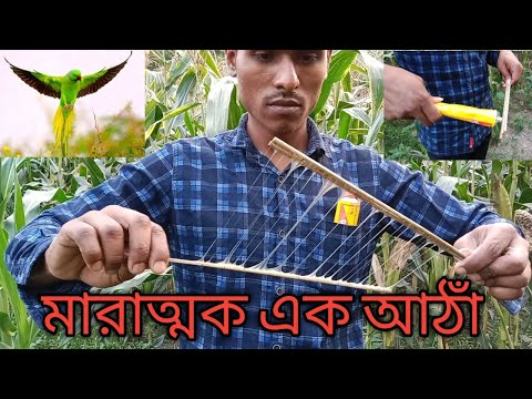টিয়া পাখি শিকার। রেডিমেড আঠা দিয়ে। ইদুর মারা আঠা। সকল কিছু ধরার আঠা। সবচেয়ে শক্তিশালি আঠা। টিয়া।পাখি