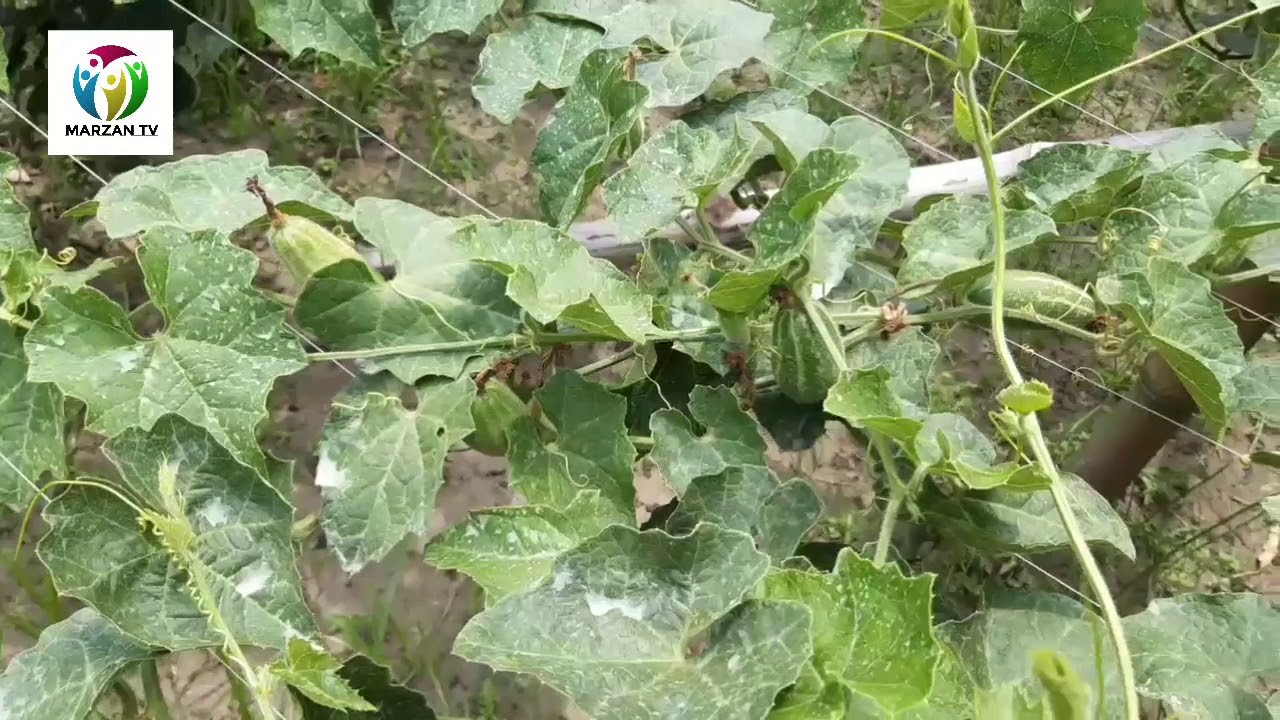 পটল চাষের পদ্ধতি দেখুন।।See Patal cultivation method।।চমৎকার পটলের ...