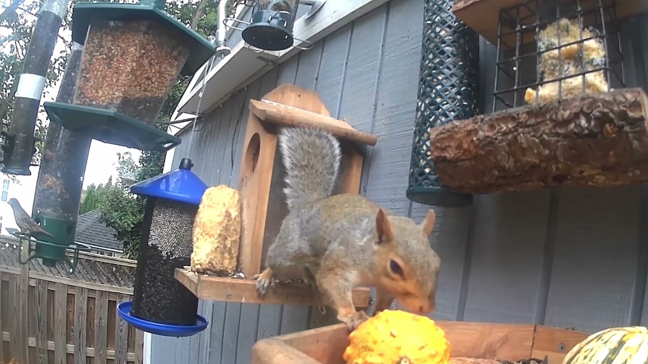 Cheer up! Split ear squirrel is fine, she won a nut today (special ...