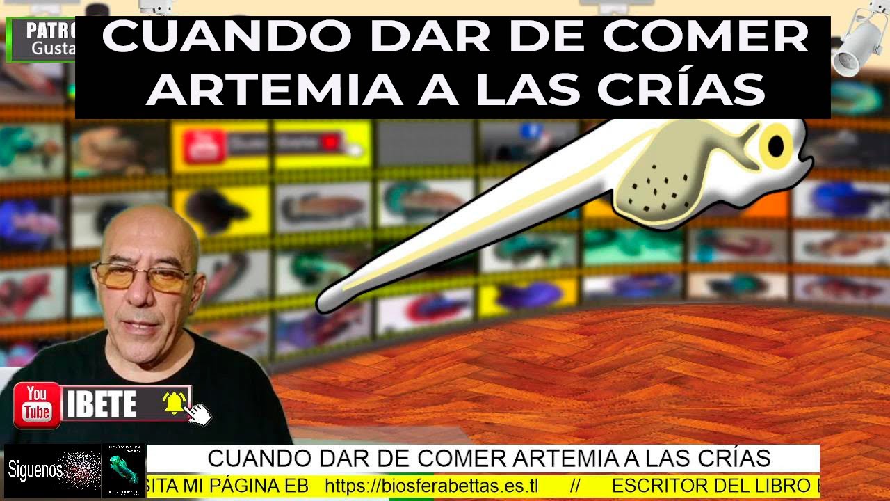Caundo dar de comer ARTEMIA a las crías. - YouTube