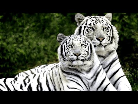 Nature of Wild life Forest | Ringtones for Android | Animal Ringtones