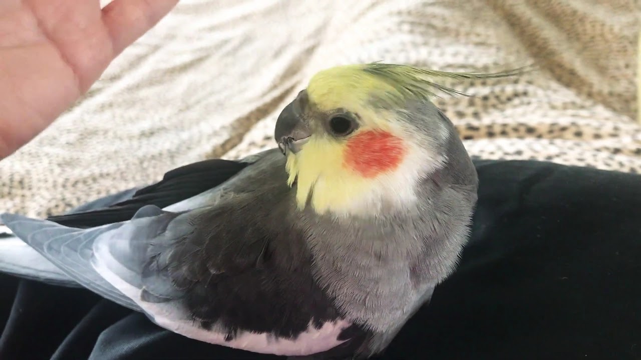 Playing Peekaboo #Pecky - YouTube