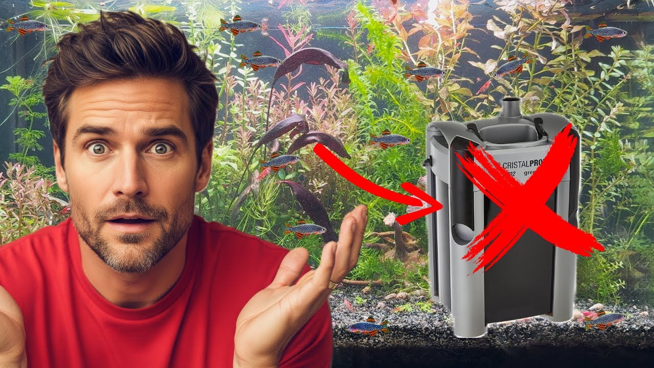 How Do Fish Thrive in Aquariums Without a Filter - YouTube
