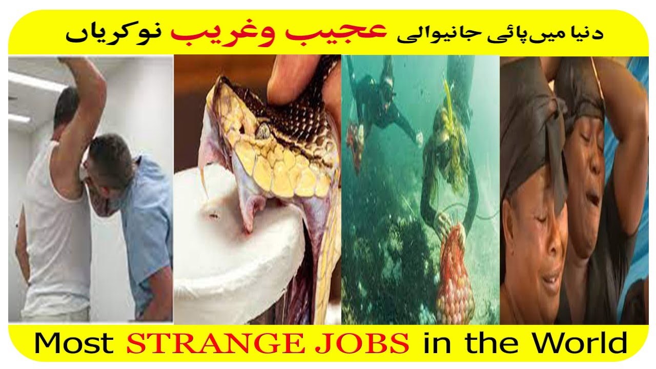 Uncover These High-Paying "Strange Jobs" Around the World! | Strange ...