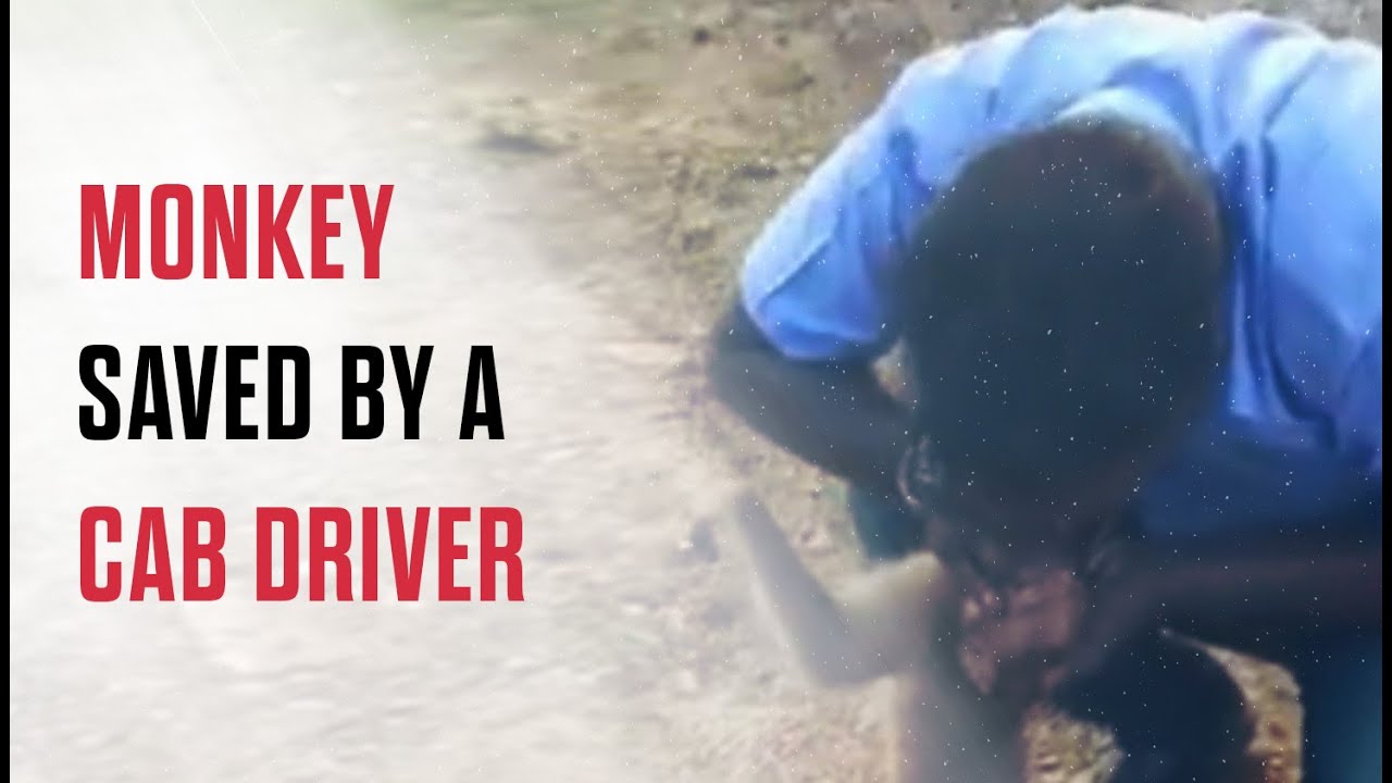 An Eight-month-old Monkey Was Saved by a Cab Driver | AmbiPalm - YouTube
