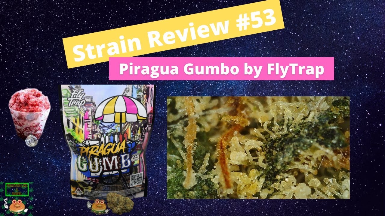 Strain Review #53: Piragua Gumbo by FlyTrap - YouTube