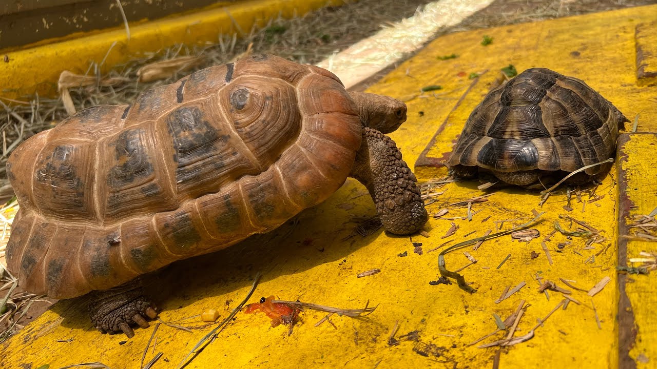 Wicked Funny Friday: Elongo vs. Punk! 🥊 💥 😂 🐢 - YouTube