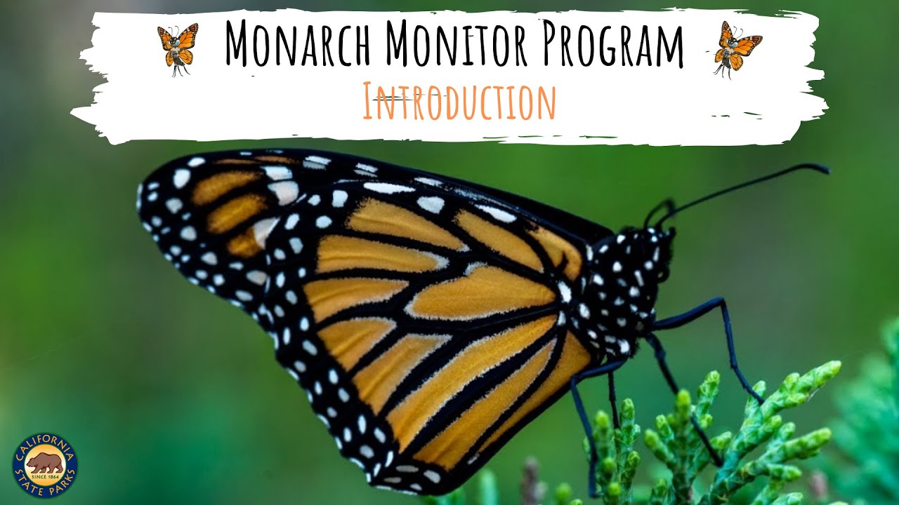 Introduction: Monarch Monitor Program - YouTube
