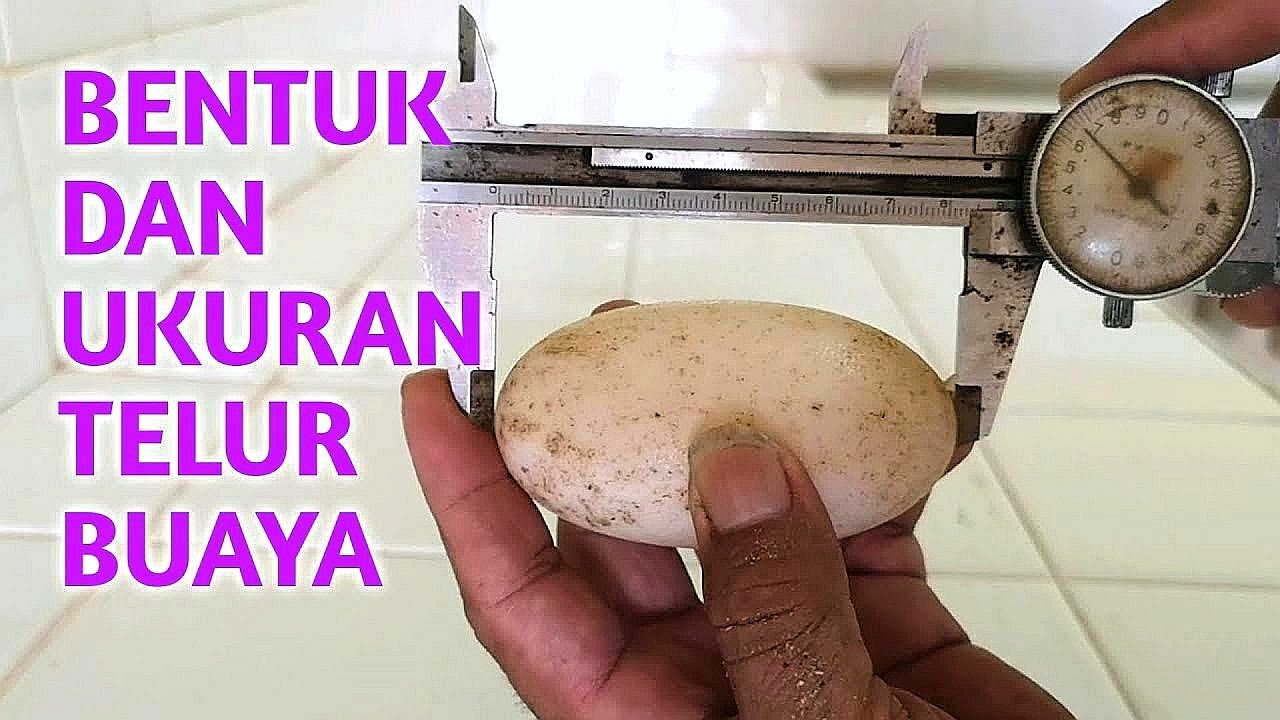 Bentuk dan ukuran telur Buaya.@BangBinboen - YouTube