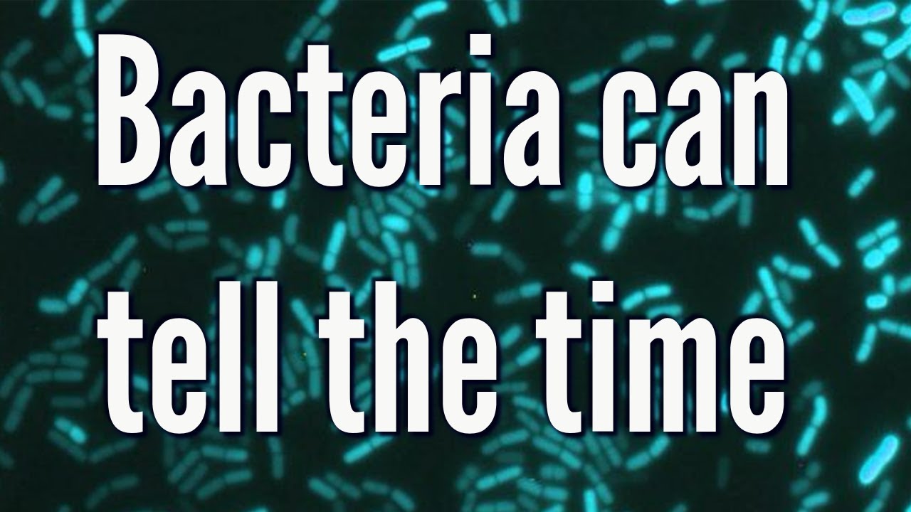 Bacteria can tell the time | Circadian rhythms or Biological clocks ...