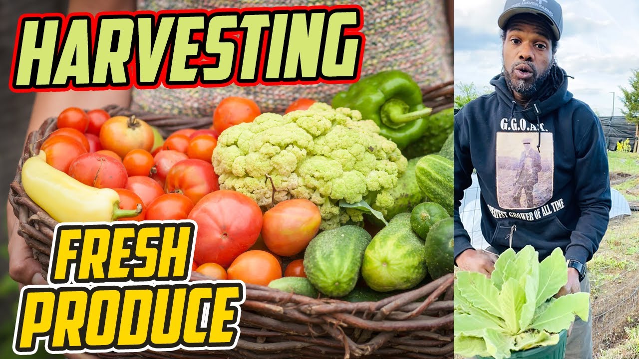 Farm to Market: Watch Free Haven Farms Harvesting Fresh Produce for the ...