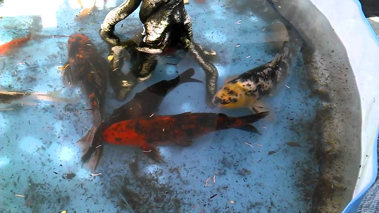 Koi, Goldfish and Black Shark - YouTube