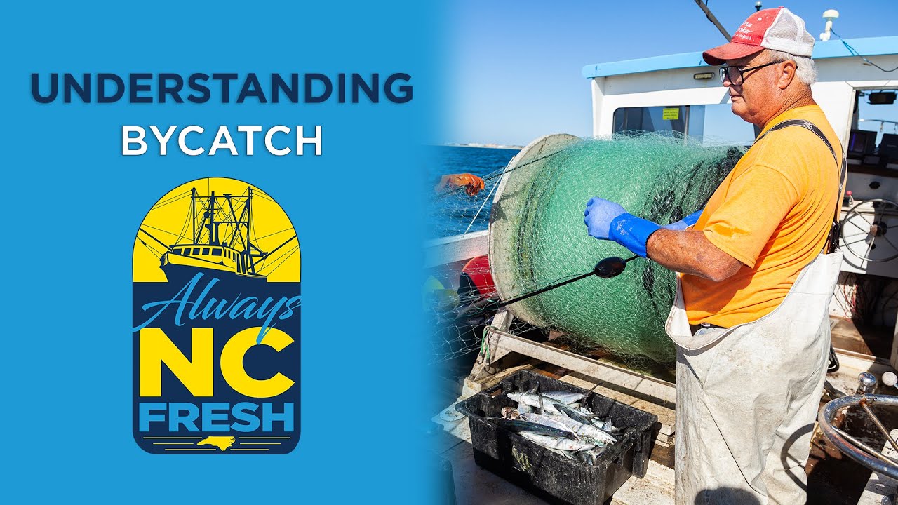Always NC Fresh - Understanding Bycatch - YouTube