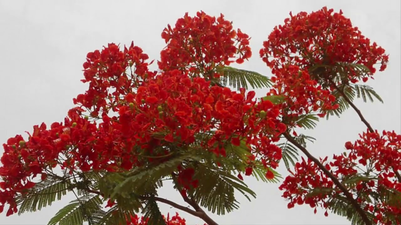 How to Plant Flamboyan Flowers or Delonix regia For Ornamental Plants ...
