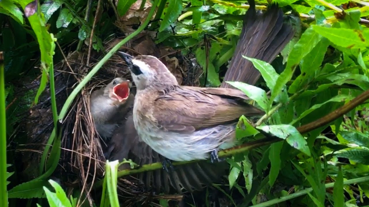 Bulbul Chicks Are Ready To Leaving The Nest (last day) – Yellow-Vented ...