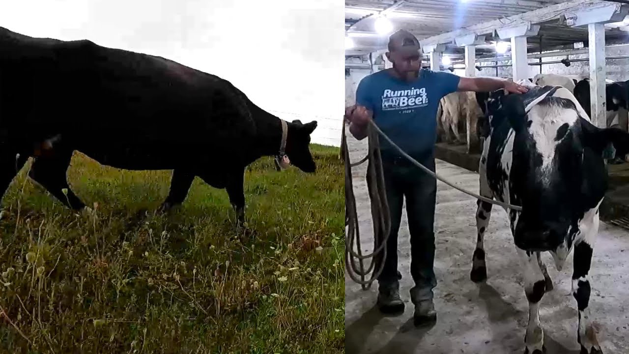 It’s About To Get Western! The Dangers of Handling Wild Cattle! - YouTube
