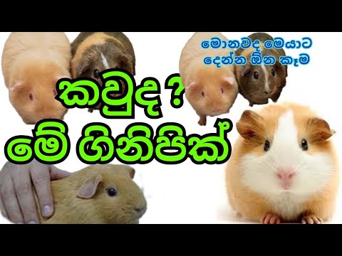 ගිනිපිග් ගැන හැමදේම | ගින්පිග් හදන හැටි |ginipic price in sri lanka ...
