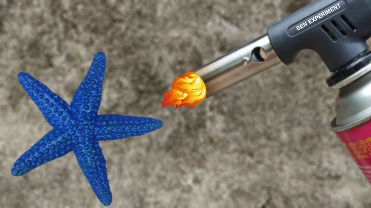 EXPERIMENT : GAS TORCH VS STARFISH - YouTube