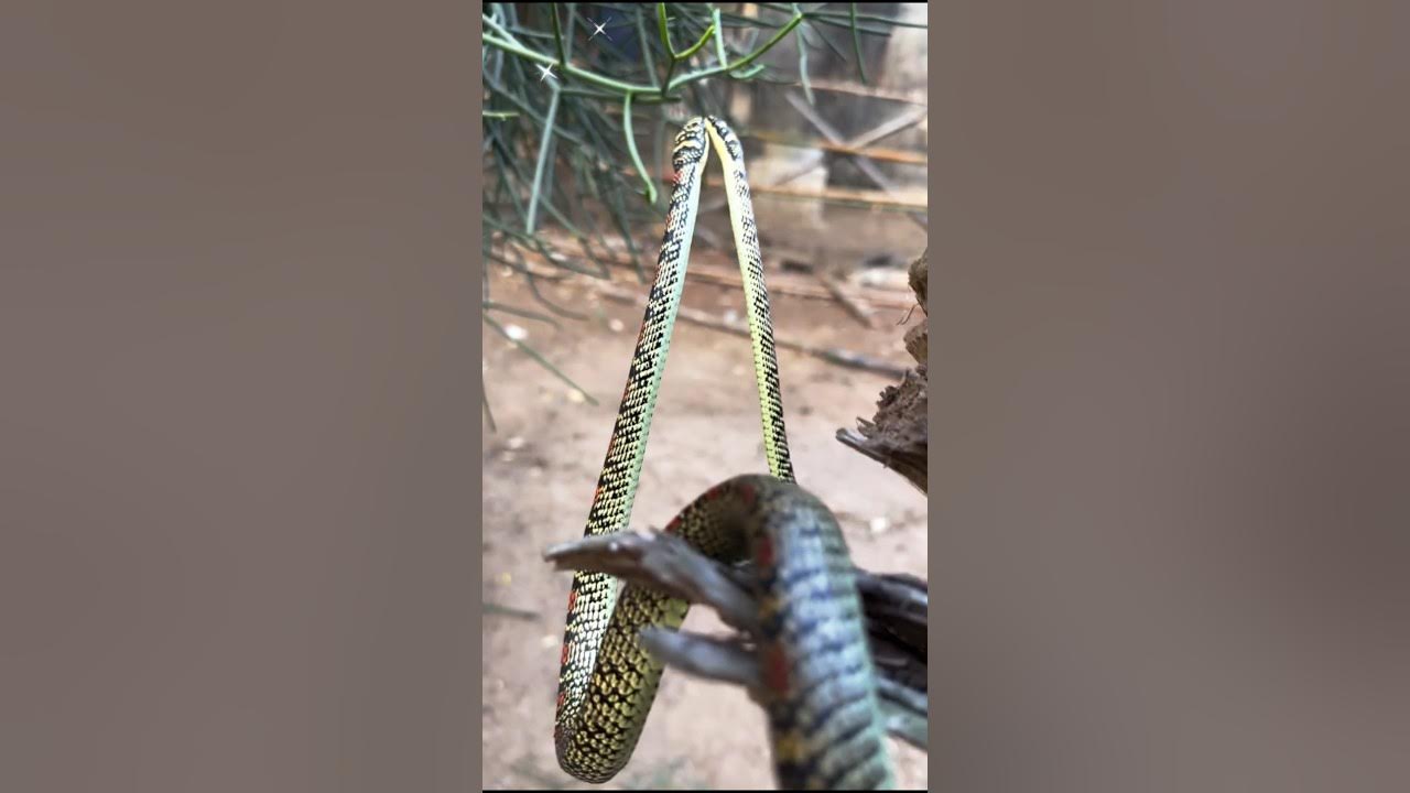 "Extraordinary sight of snakes in nature: mysterious and terrifying!" # ...