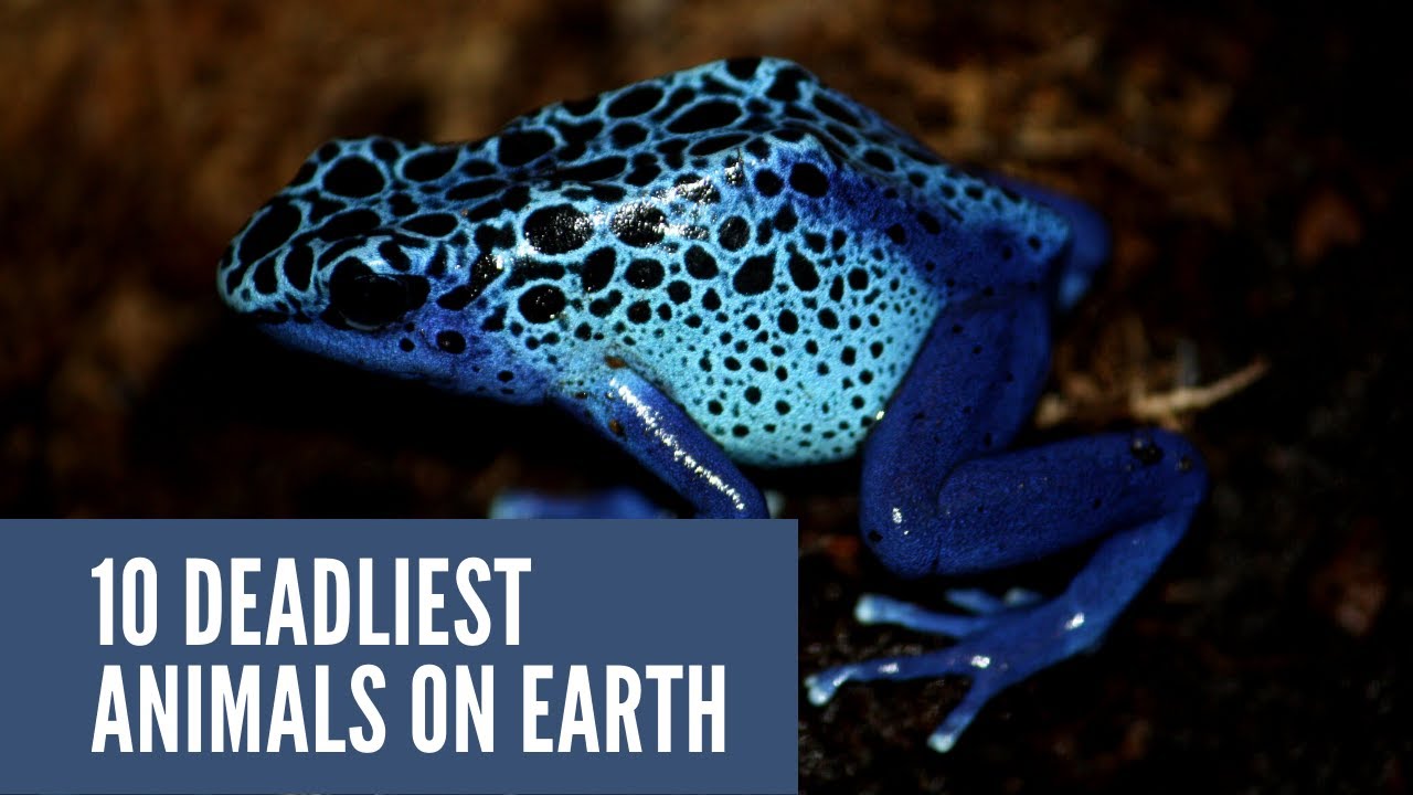 10 Most Deadly Animals On Earth YouTube 10-most-deadly-animals-on-earth-youtube
