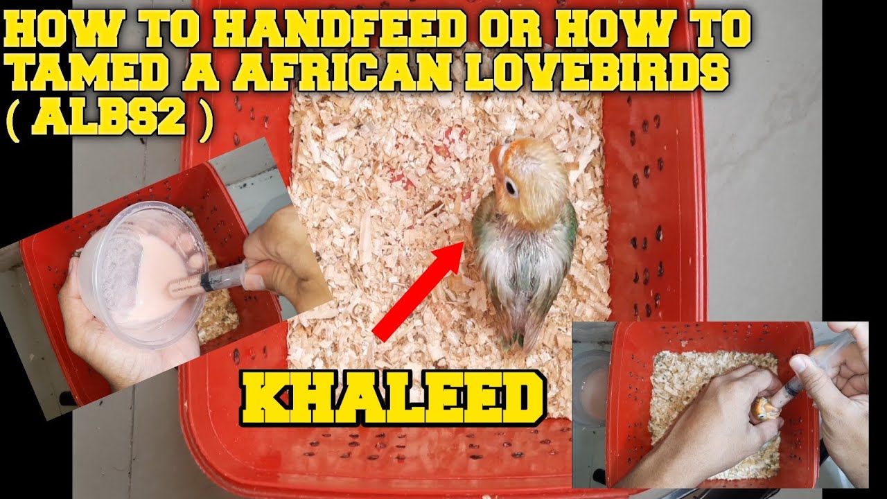 how to handfeed a African lovebirds ( albs 2) - YouTube