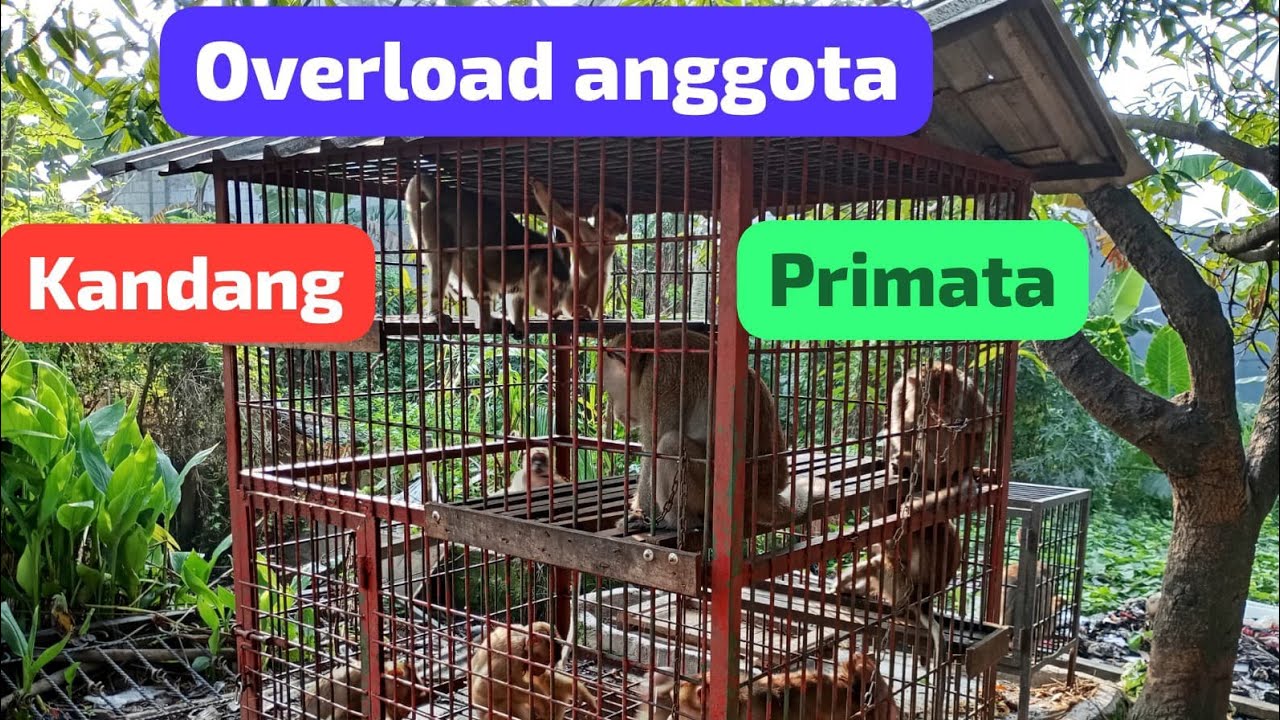 Anggota kandang primata overload yang jumbo dipindah - YouTube