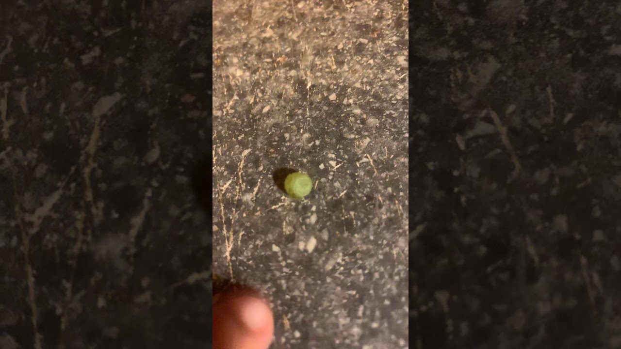 The world Smallest Grape in the world - YouTube