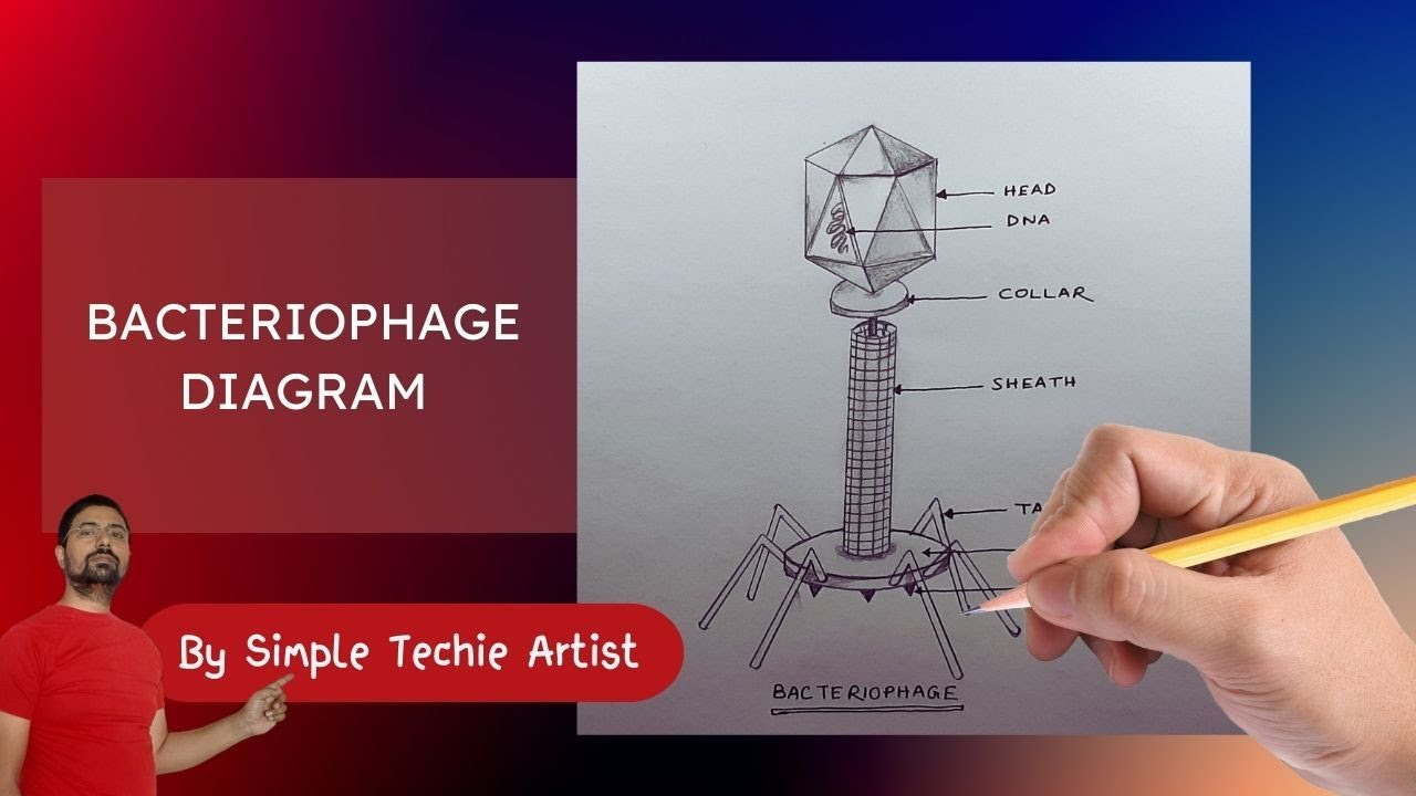 Bacteriophage Diagram | Drawing Bacteriophage | Easy Drawing of ...