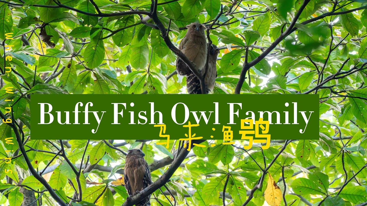 The Buffy Fish Owls Family at the Sungei Buloh Wetland Reserve ...