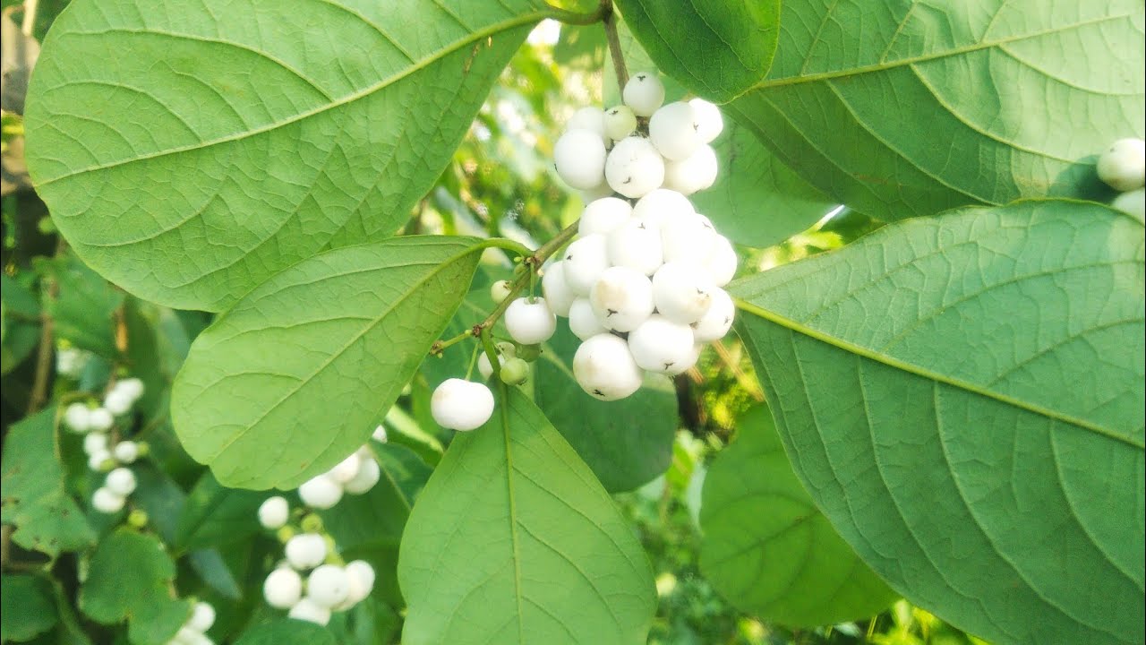 Repoting a Indian snowberry{with English subtitles} - YouTube