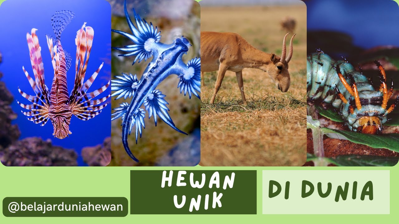 Hewan unik dan aneh di dunia l Belajar untuk anak l Belajar dunia hewan ...