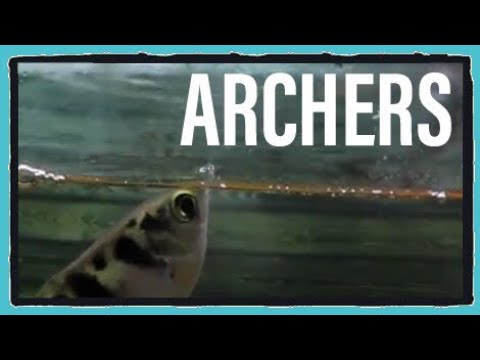 Archer Fish Spitting and Jumping (New Camera) - YouTube