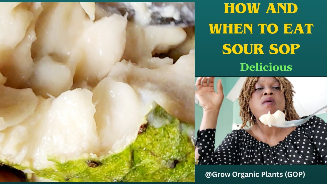 HOW AND WHEN TO EAT SOUR SOP @PlantsandNature1 - YouTube