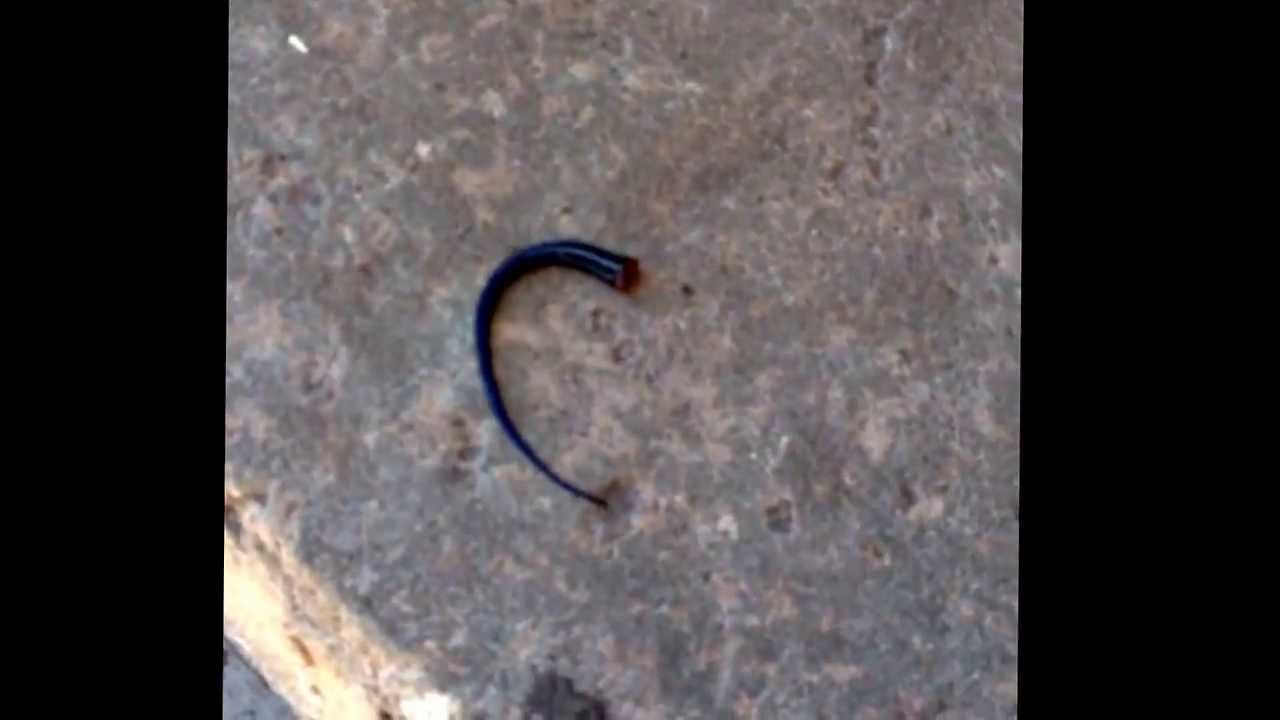 Lizard tail still moving - YouTube