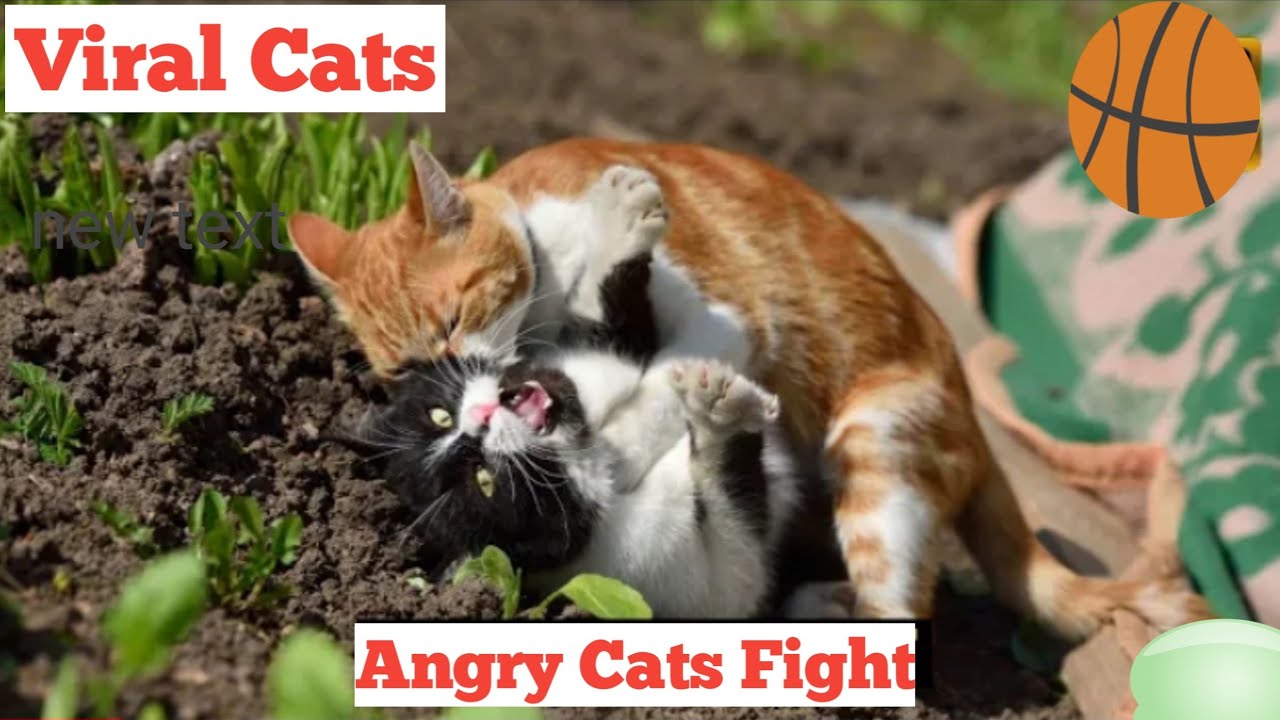 Cat Fighting the most bloodiest stamina 🔥 The battle cats - Unstoppable ...