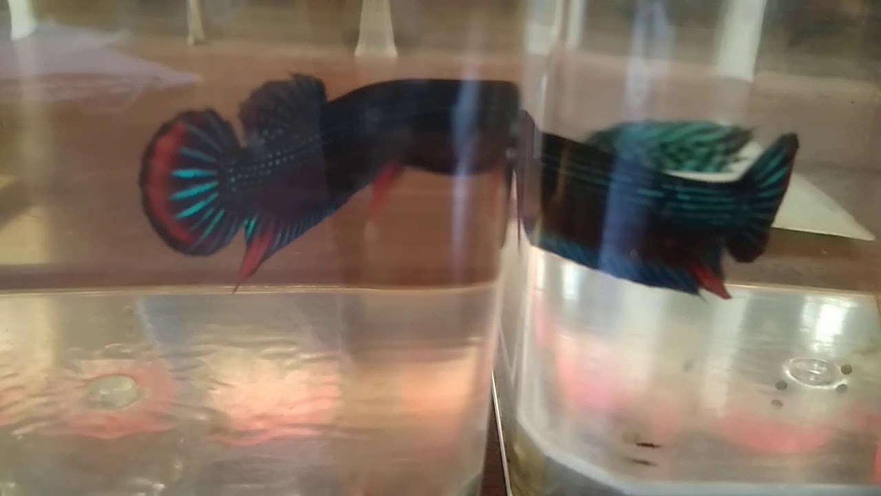 Ikan Laga Paya/kg Ori Dgn Kecantekkannya. - YouTube