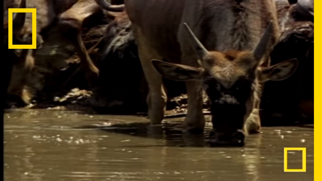 Croc vs. Wildebeest & Gazelle | National Geographic - YouTube
