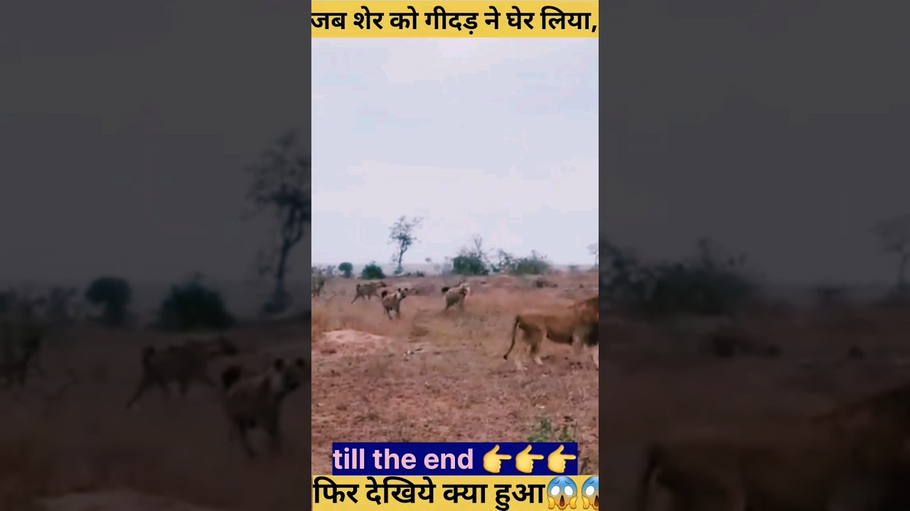 Lion or gidad ki ldai #lion #lion fight ,khatanakh ldai Baap baap hota ...