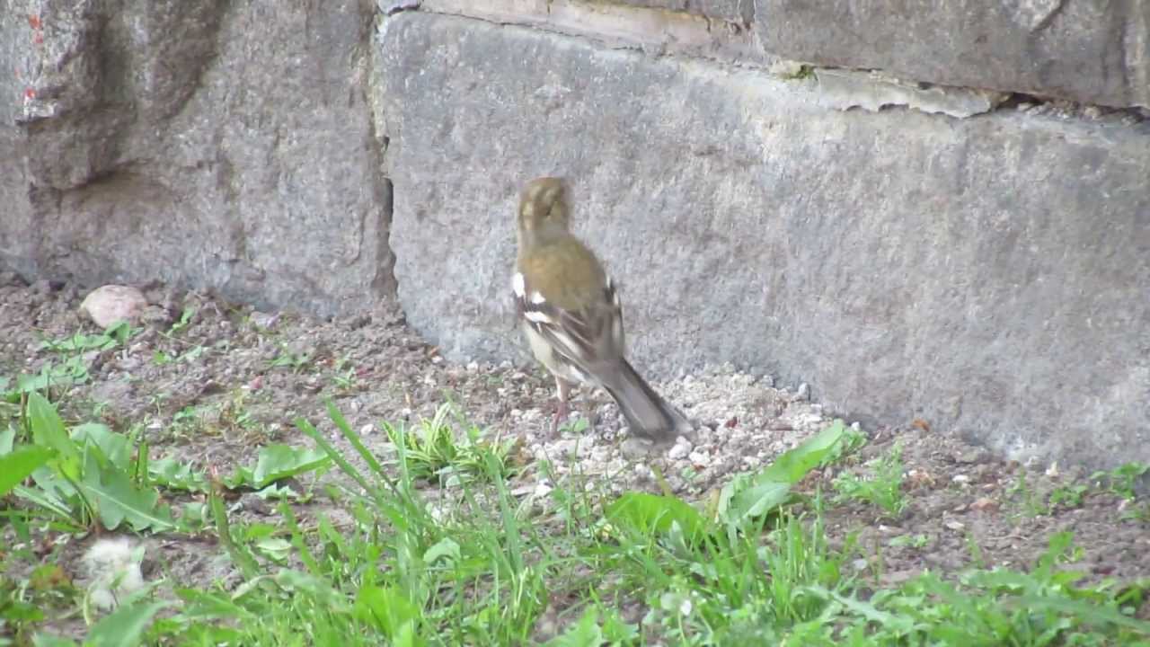 Chaffinch foraging on the ground - YouTube