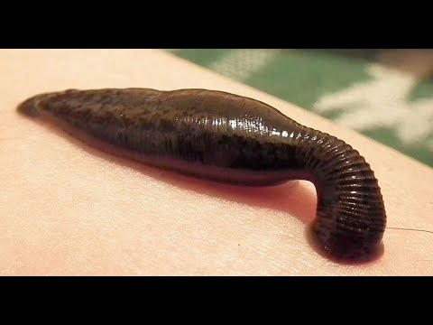 Digestive system of leech Hirudinaria granulosa - YouTube