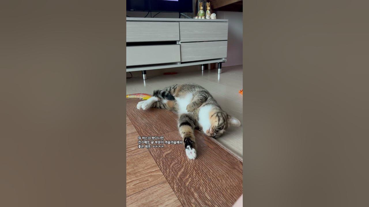 매트야 너 뭐행 고양이 카오스고양이 Youtube