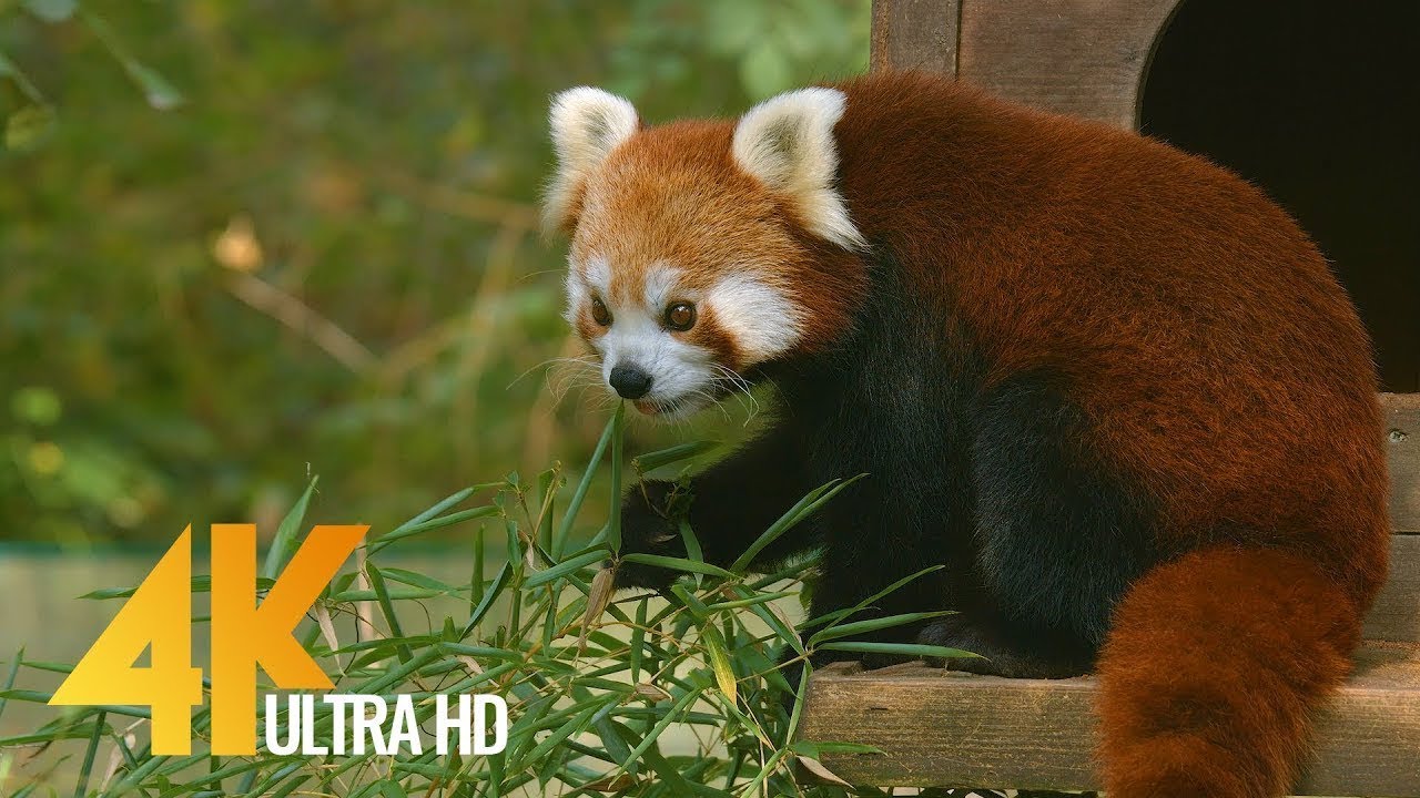 4k Wild Animal Ultra HD Video TV 60fps 2160p - YouTube