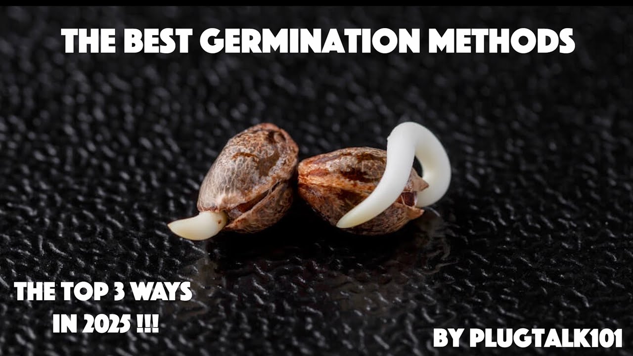 How To Germinate Seeds - The Plug Talk 101 Show (Episode 1) - YouTube